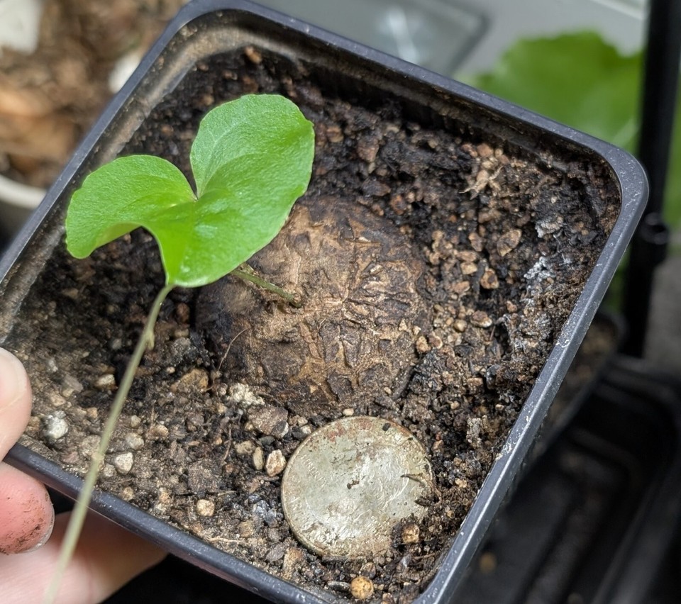 Dioscorea Elephantipes Elephant's Foot Plant caudex succulent 03 | eBay