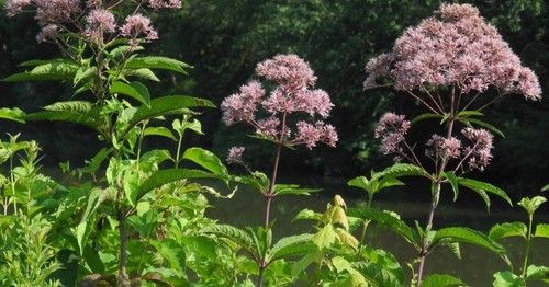 Joe Pye Weed - Plug-Grown Seedlings (10-Pack) | eBay