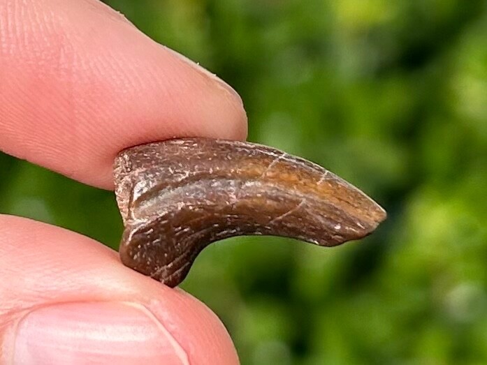NICE Theropod Dinosaur Claw Fossil from Niger Dino Bones Kryptops ...