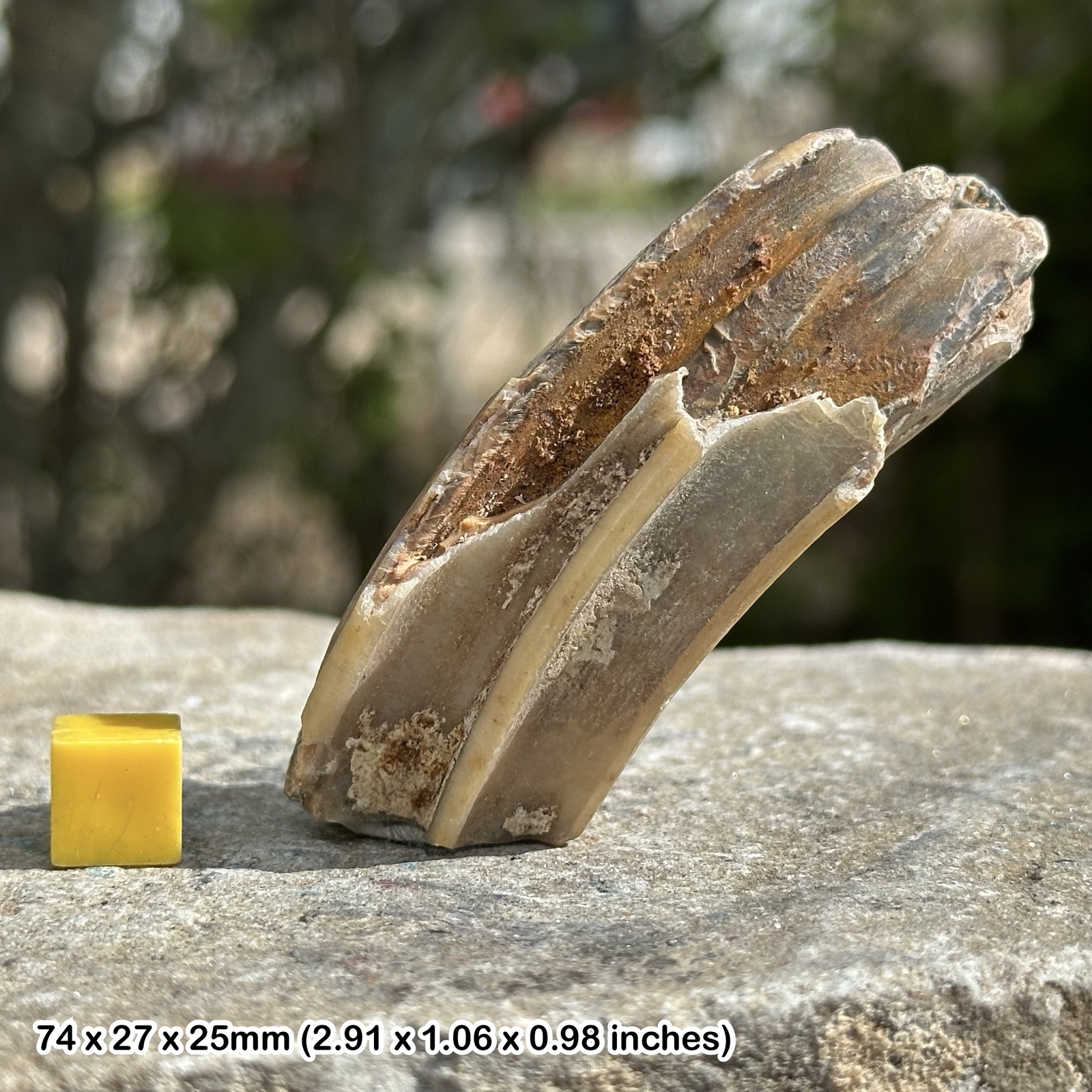 Horse Tooth Fossil (Equus) | Pleistocene Era | Santafe River, Florida ...
