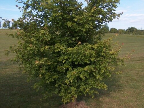 Field Maple native bare root tree saplings whips hedging plants hedge ...