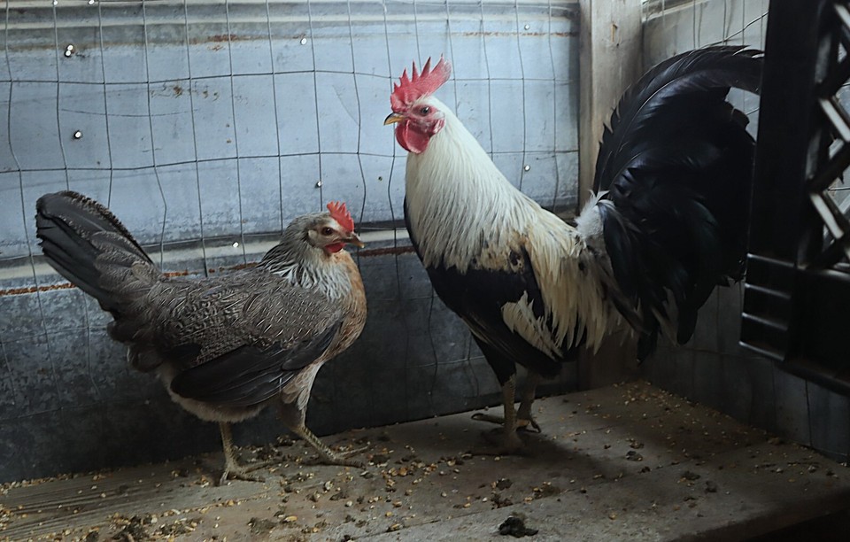 7 Bob Bennett Grey Gamefowl Eggs | eBay