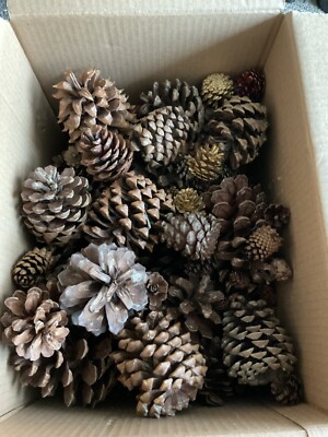Pine Cones, approximately fifty various sizes and varieties Included for crafts | eBay