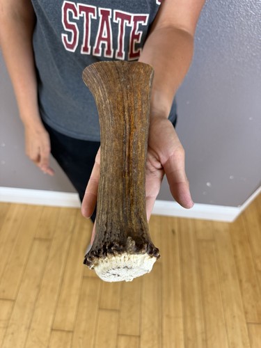 1 Whole MOOSE ANTLER BILLET Shed FLINT KNAPPING Horn KNIFE HANDLE | eBay