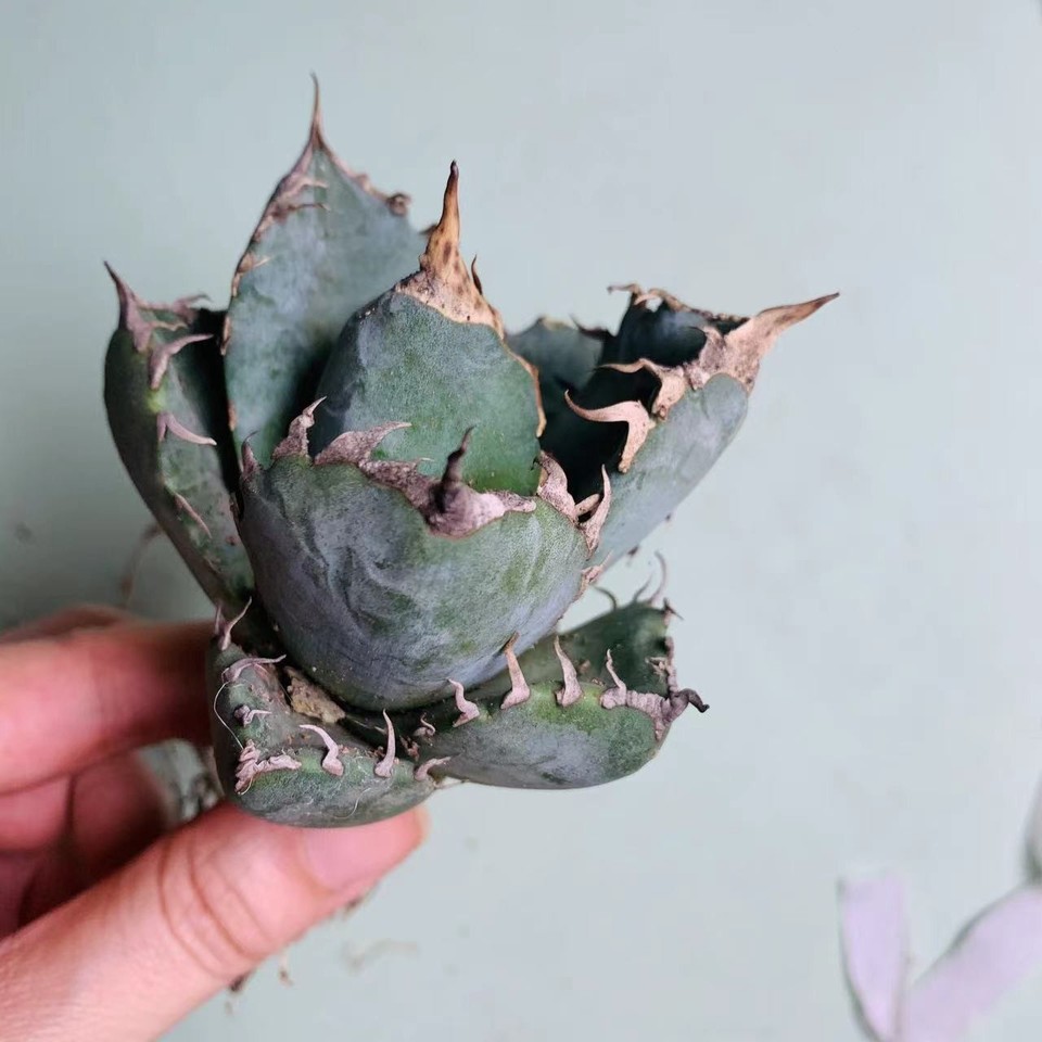 Sale Rare plant SucculentLive Agave titanota 'Magic Ball’ WYSIWYG ...