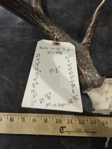 Wild 11 Point Whitetail Deer Antler Rack Horn Skull Plate Man Cave ...