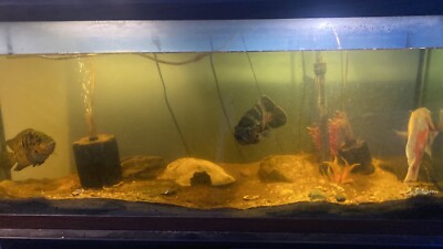 fish tanks for sale used W Fish | eBay