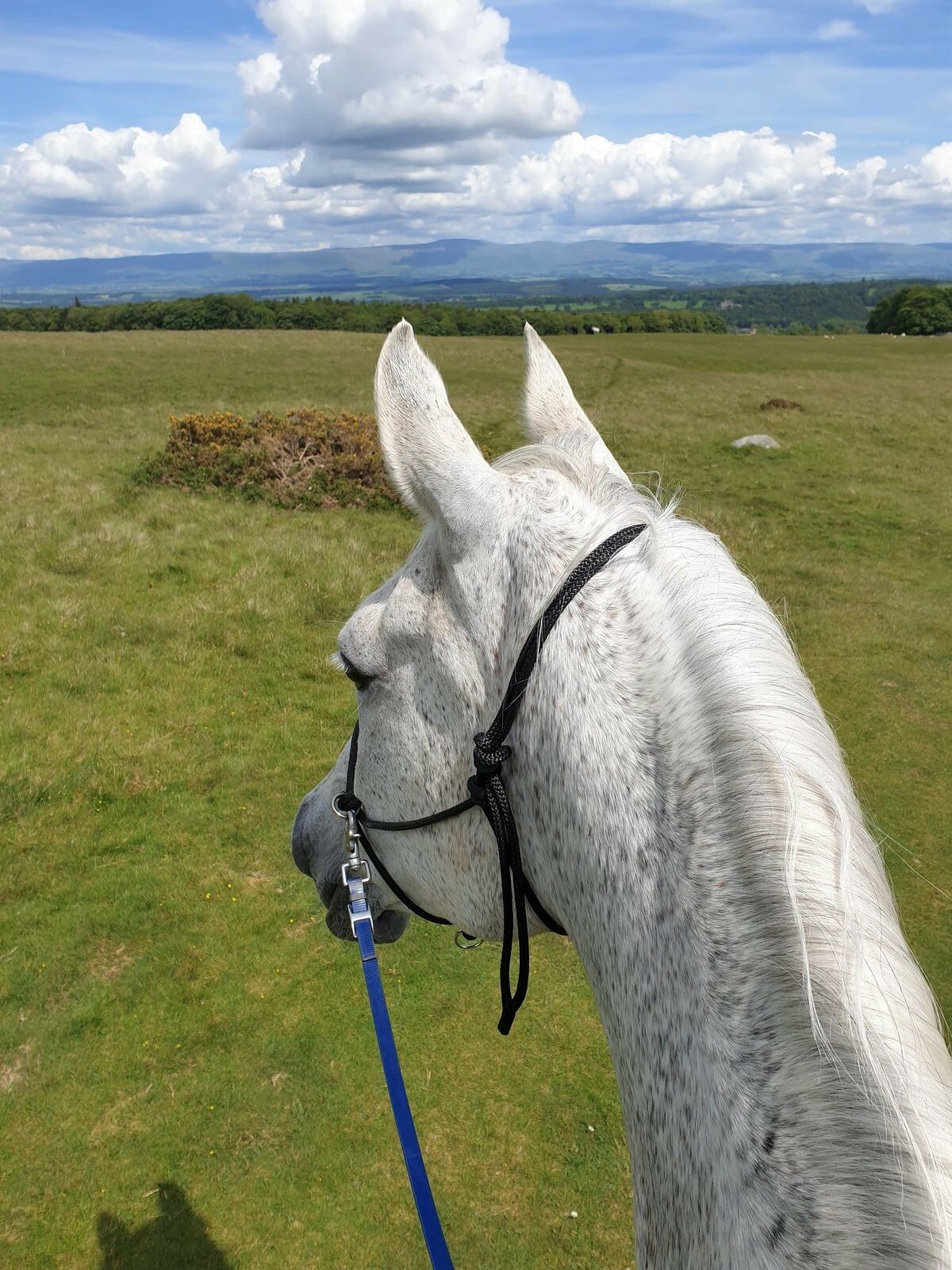 EASY-DOES-IT BITLESS ROPE BRIDLE / HALTER COMBO, PARELLI, NATURAL ...