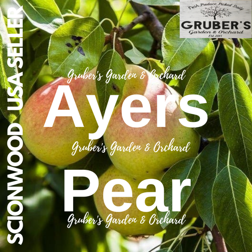 3 AYERS PEAR Fruit Tree Scion / Cutting / Rooting / Grafting 10-12 ...