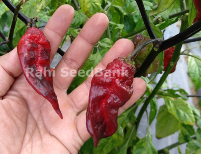 Mojo Pain x Yaki Blue - Stunning Hot Chilli With Great Heat & Flavour ...
