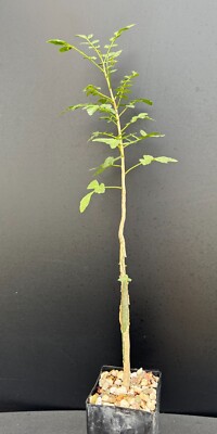 Bursera fagaroides FRAGRANT BURSERA Rare Succulent Well Rooted Plant ...