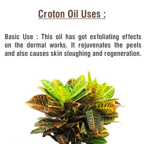 Croton (Croton Tiglium) 100% Natural Pure Carrier Oil- 3ml-500ml | eBay