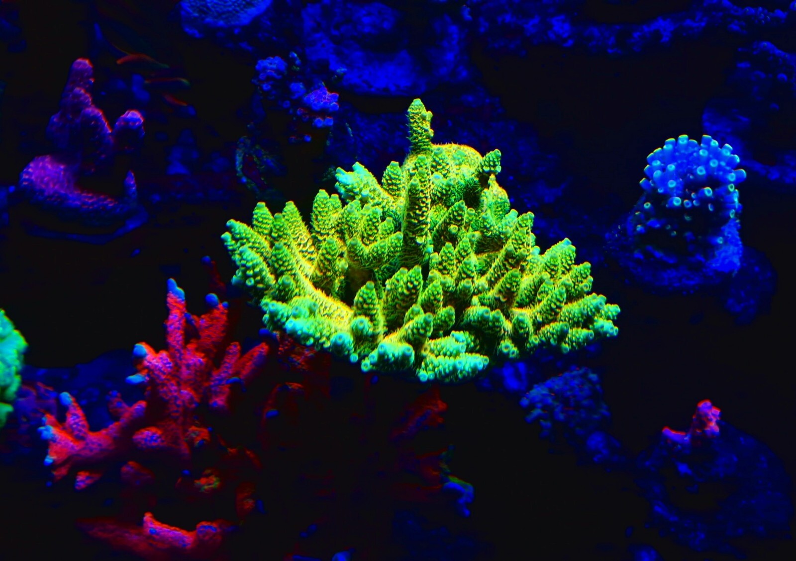 Sunset Millepora Tabling SPS Coral 🪸 Acropora Frag - (NOT WYSIWYG) | eBay