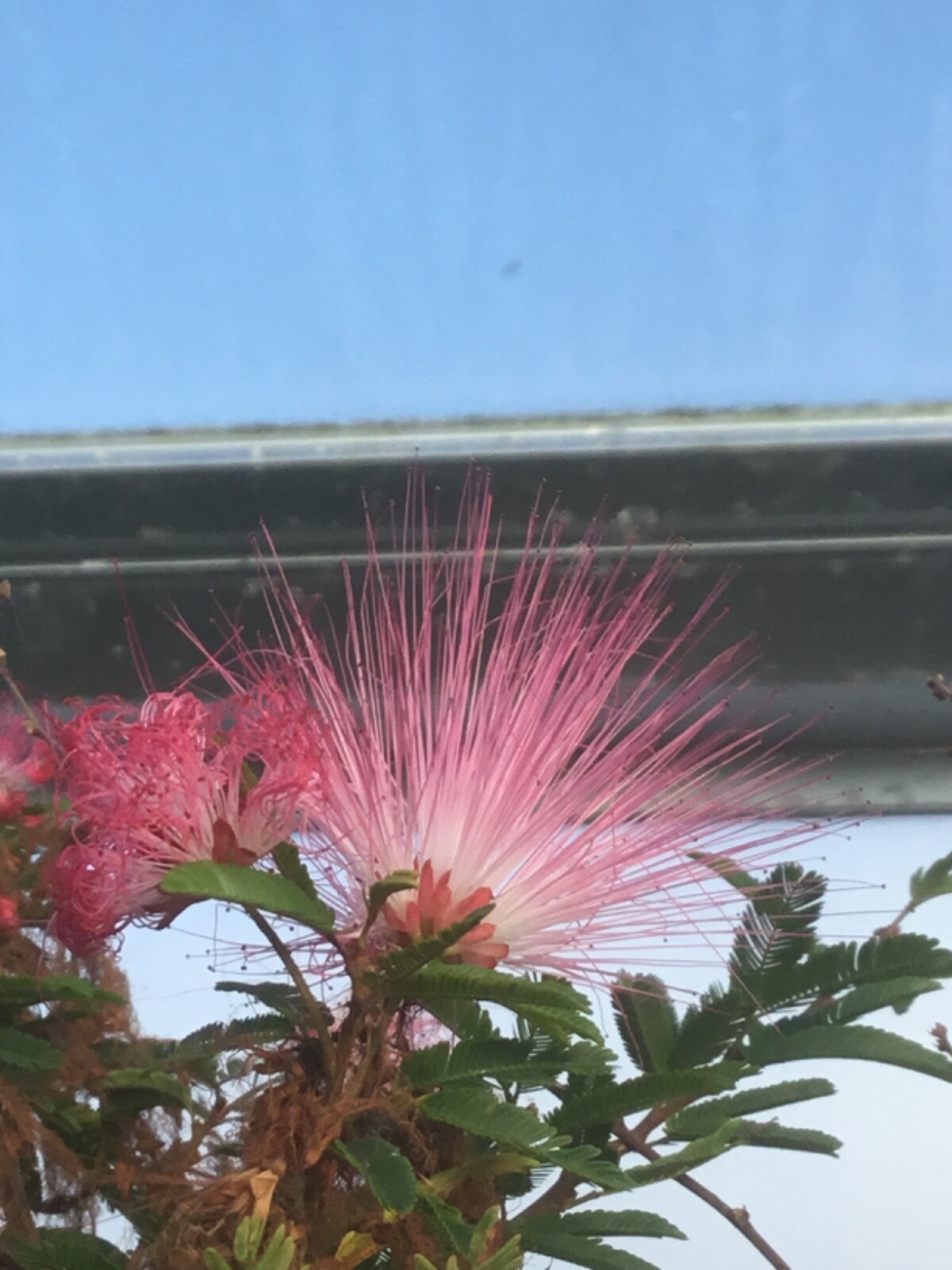 Calliandra Dixy Pink - Surinam Powder Puff Tree - 13cm pot | eBay UK