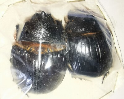 Scarabaeinae Heliocopris hamadryas 47-49mm A1 PAIR from CAMEROUN ...