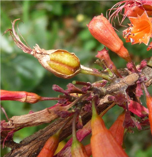 Rare Woodfordia Fruticosa / Fire Flame Bush / Red Bell Bush Dry Flowers ...