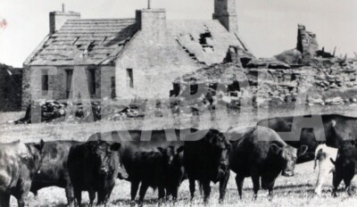 Photo de presse vintage Orcades Tori Sauvages Nell'Île De Swona 1986 ...