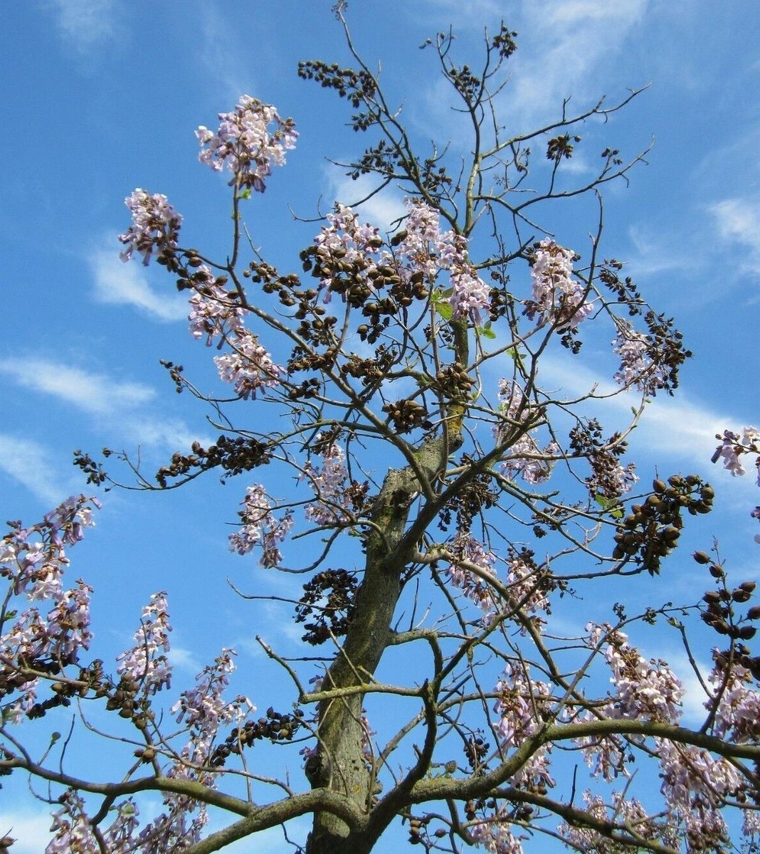 Rare Foxglove Tree Paulownia Tomentosa Blooms Photograph Pawlonia
