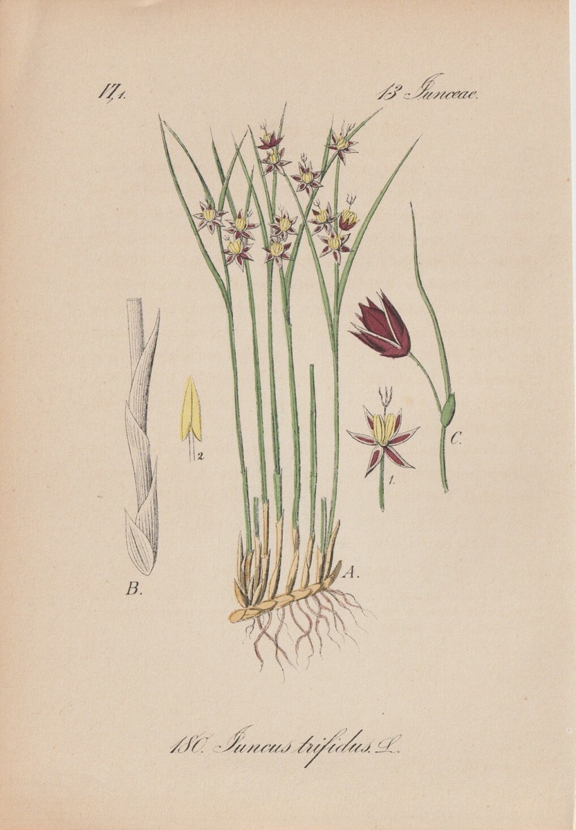 Juncus Trifidus 289 Juncus Plant Stock Photos Free & Royalty Free