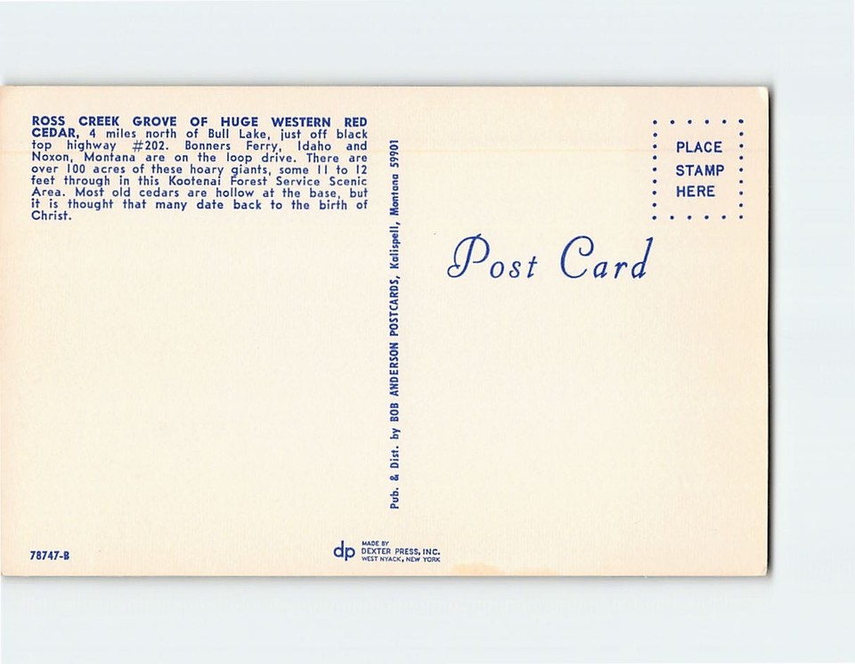 Postcard Ross Creek Grove Of Huge Western Red Cedar USA | eBay