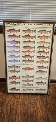 freshwater fish Poster 24"x36", Identification Chart, FRAMED Fishing ...