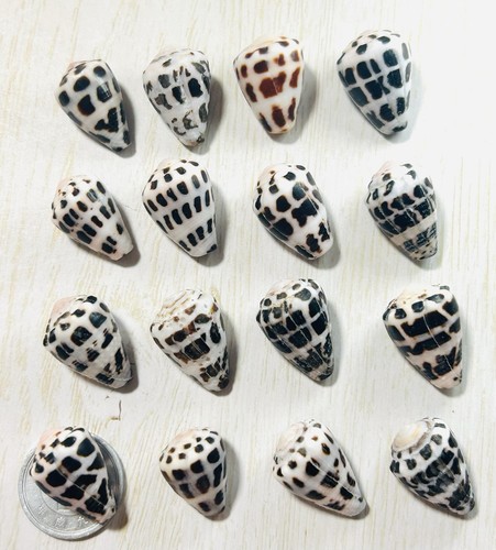 Hebrew cone shell from japan Shells of Okinawa 15mm to 20mm | eBay