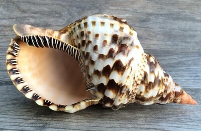 Large Natural Conch Triton Sea Shells Rare Real Aquarium Home Decor ...