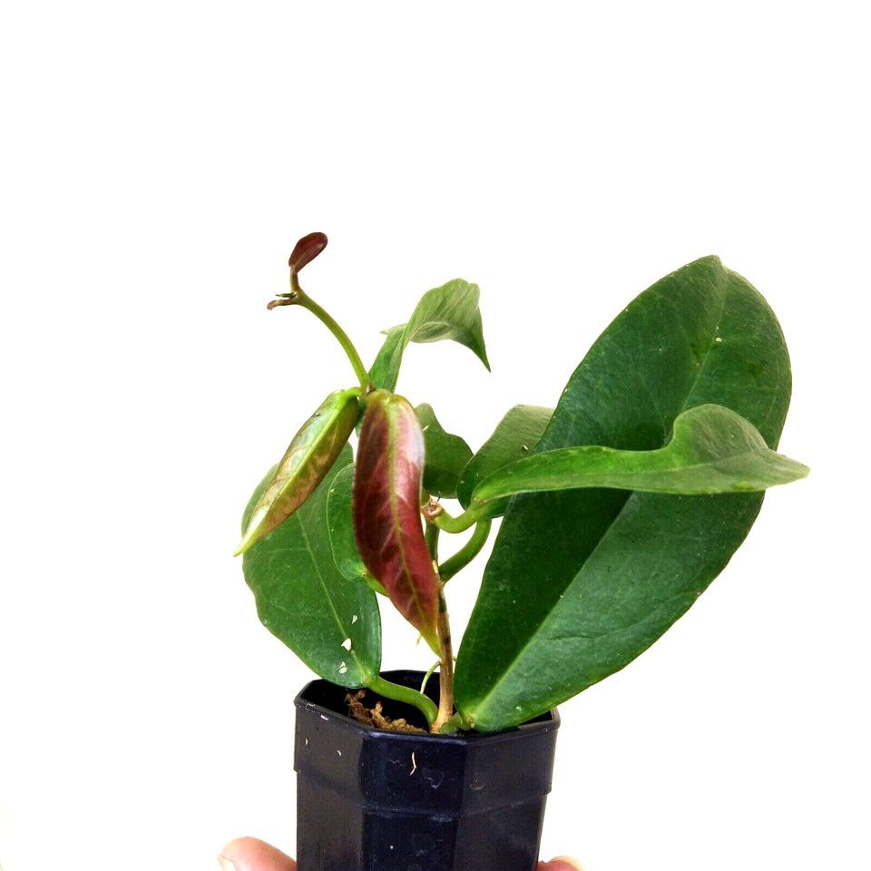 Hoya subcalva ( grape fragrance ) 8-15 inchs well rooted. | eBay