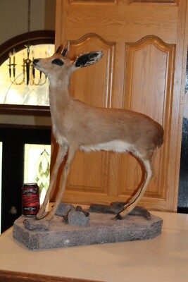 Taxidermy Steenbok Antelope Mount Duiker Africa Safari Hunt Whitetail ...
