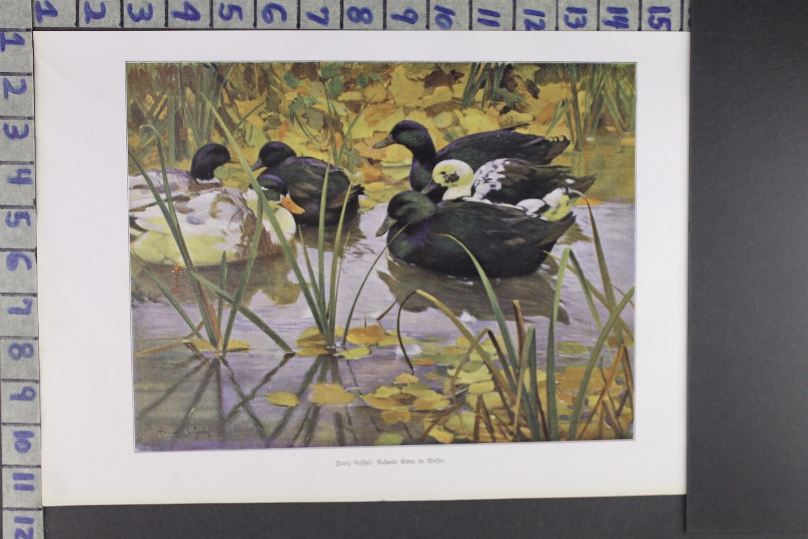 1907 ILLUS ART FRANZ GRAFEL NATURE ANIMAL DUCK WATER FOWL VINTAGE PRINT ...