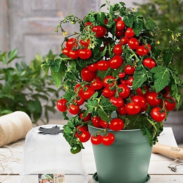 Tiny Tim Tomato Plug Plants - Compact Cherry Tomatoes - Perfect for ...