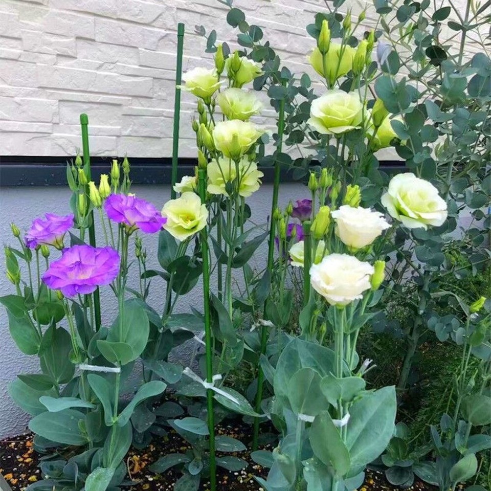 20 SEEDS mixed colors LISIANTHUS (Prairie Gentian) Eustoma flower bed ...
