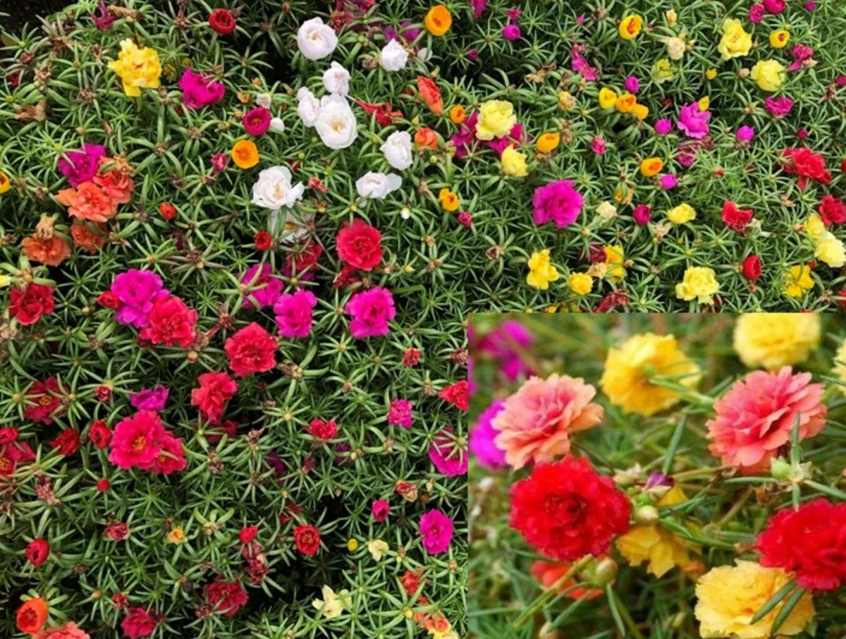 Portulaca Grandiflora