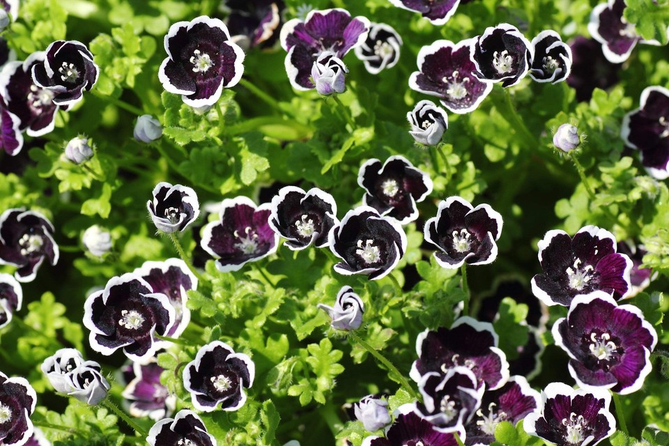 50 PENNIE BLACK - NEMOPHILA Discoidalis Penny White Flower Seeds *Comb ...