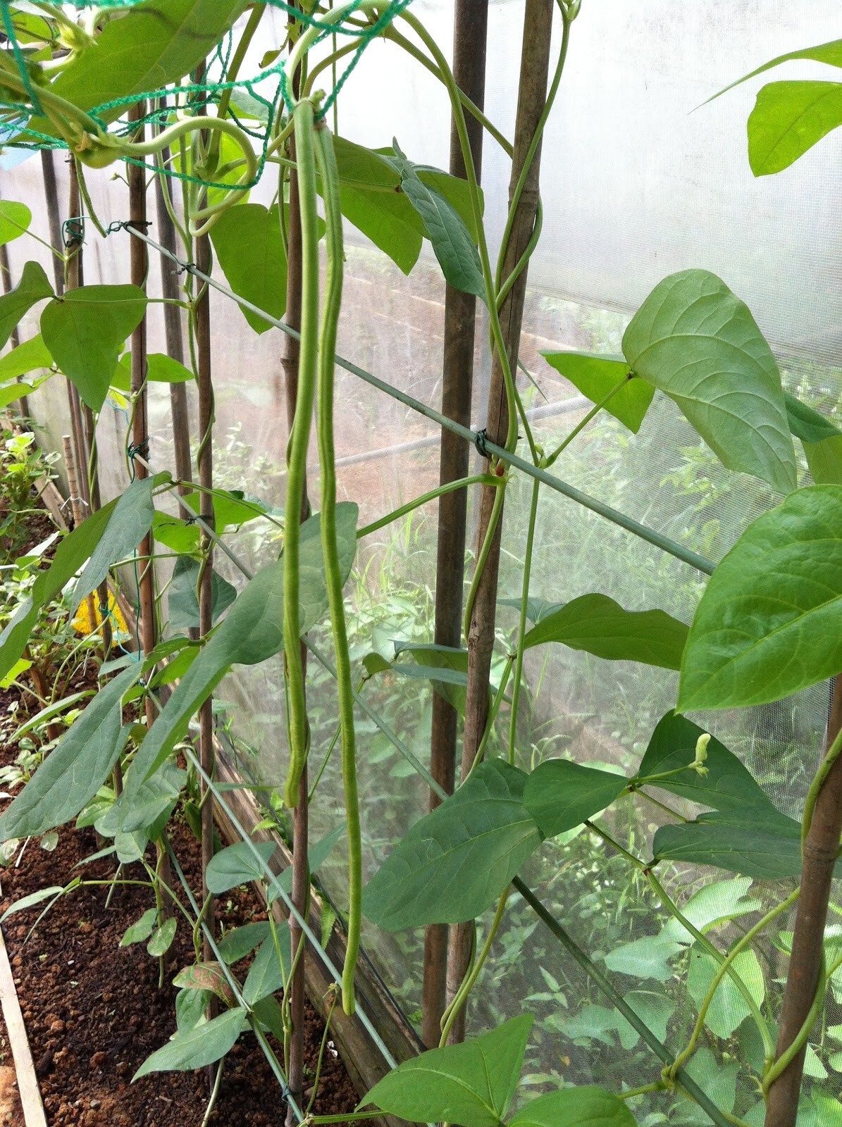 🌼 100% Genuine Bangladeshi Lubi Uri, Snake Beans, Borboti - 15 Seeds ...