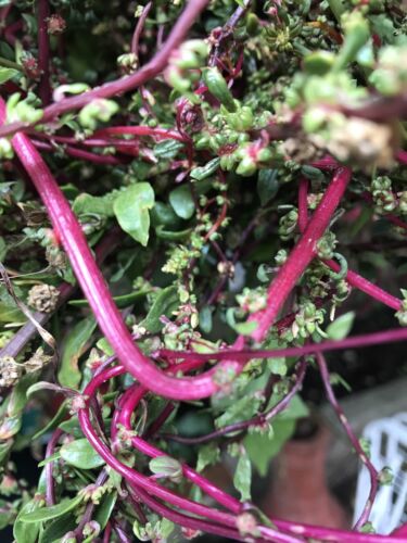 Swiss Chard Seeds - Pink Purple Rhubarb Chard Vegetable Greens X10 ...