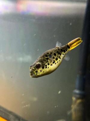 Spotted Congo Puffer (Tetraodon schoutedeni) | eBay
