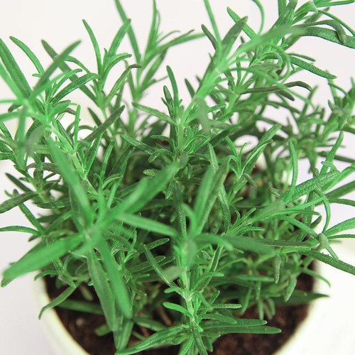 Rosemary Seeds (200 Seed Packet) (More Heirloom, Organic, Non GMO ...