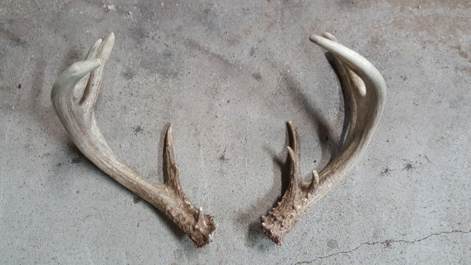 7x7 WHITETAIL DEER 145 0/8 ANTLERS mule mount taxidermy sheds elk rack ...