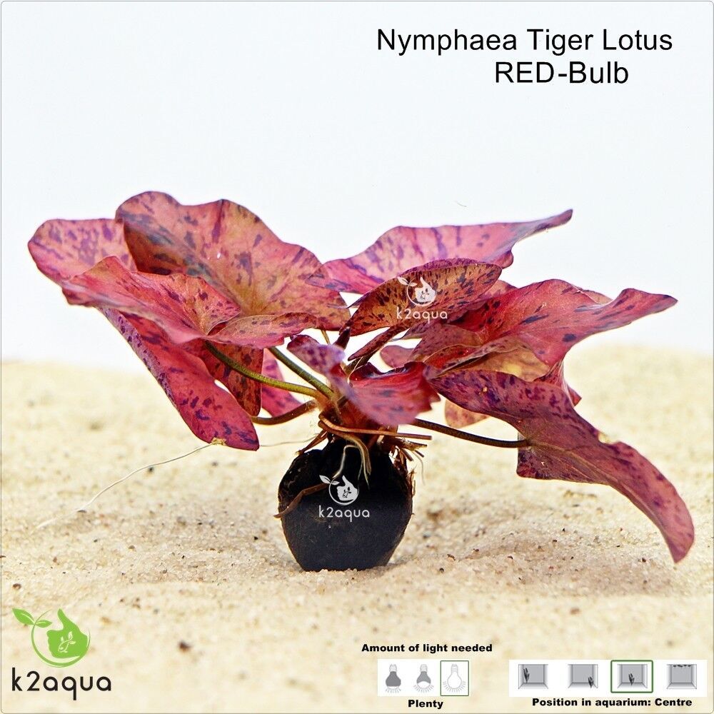 Red Tiger Lotus Bulb Nymphaea Live Aquarium Plant Tropical Lily Fry ...