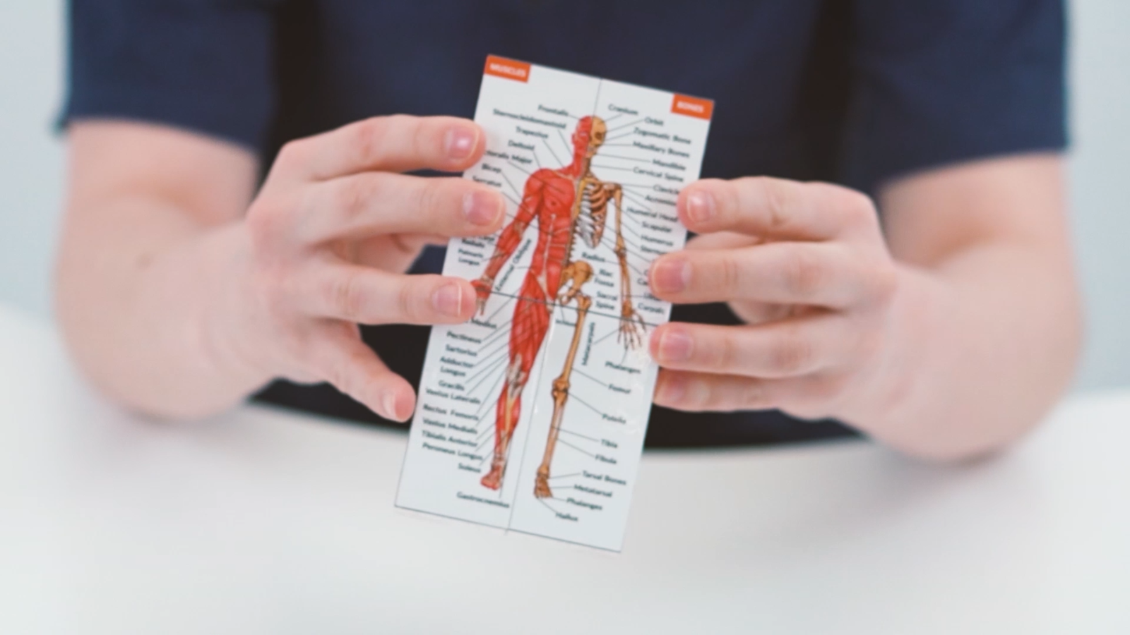 Human Anatomy Study Cube | Anatomy Gift | Learn 9 Parts of The Human ...