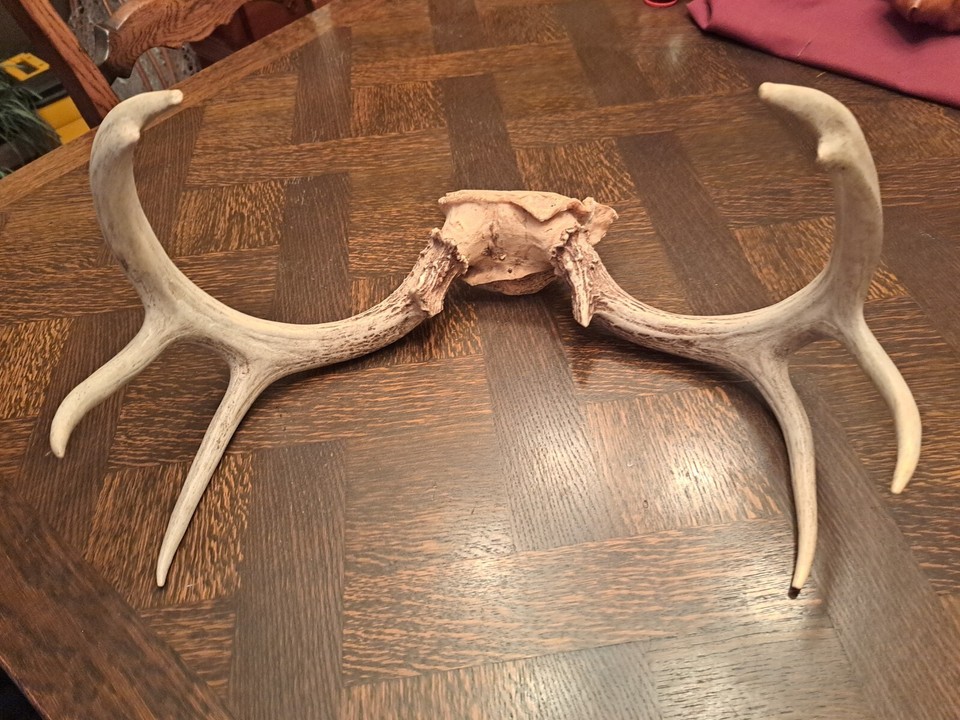 10 Point Whitetail Deer Skull Plate Antler Rack Cabin Mount Taxidermy ...
