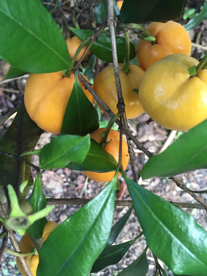 Eugenia Luschnathiana PITOMBA Potted PLANT Fruit Starter Pot Tree 4-6 ...