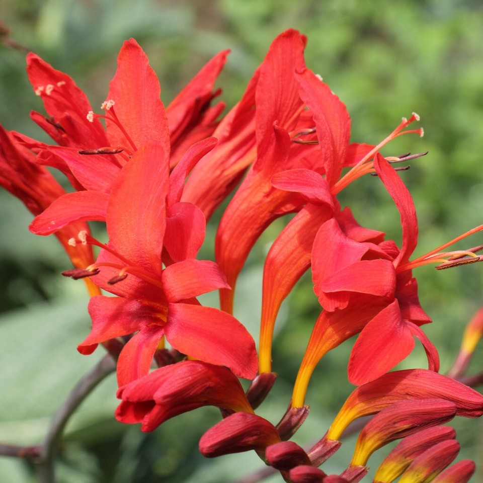10 Crocosmia Montbretia Lucifer Summer Red Flower Hardy Perennial ...