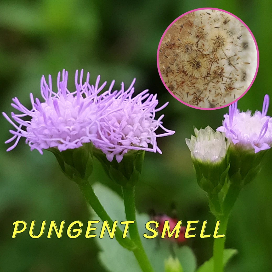 Pungent Plant
