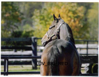 GAME ON DUDE,GREAT THOROUGHBRED RACEHORSE GELDING, FOREGO, JOHN HENRY ...
