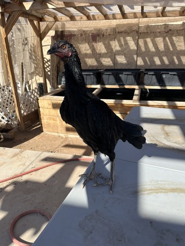 (1) Peruvian X Asil Gamefowl Hatching egg please read description | eBay