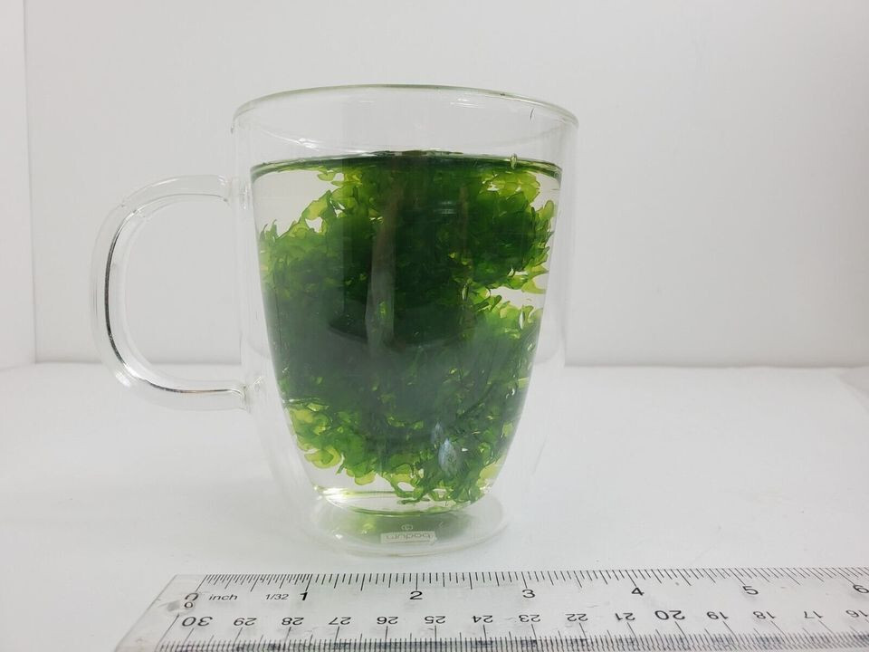 Subwassertang Round Pellia Moss 4oz Size Cup Full Live Aquarium Plant ...