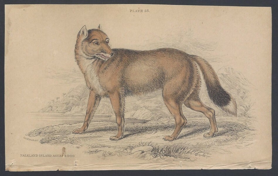 AOP 1839 hand colored print Naturalists Library Dogs Falkland Island ...