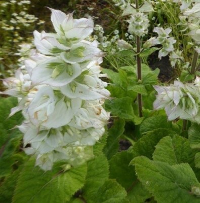 Salvia sclarea 'Vatican White' / White Clary Sage / Hardy Perennial ...